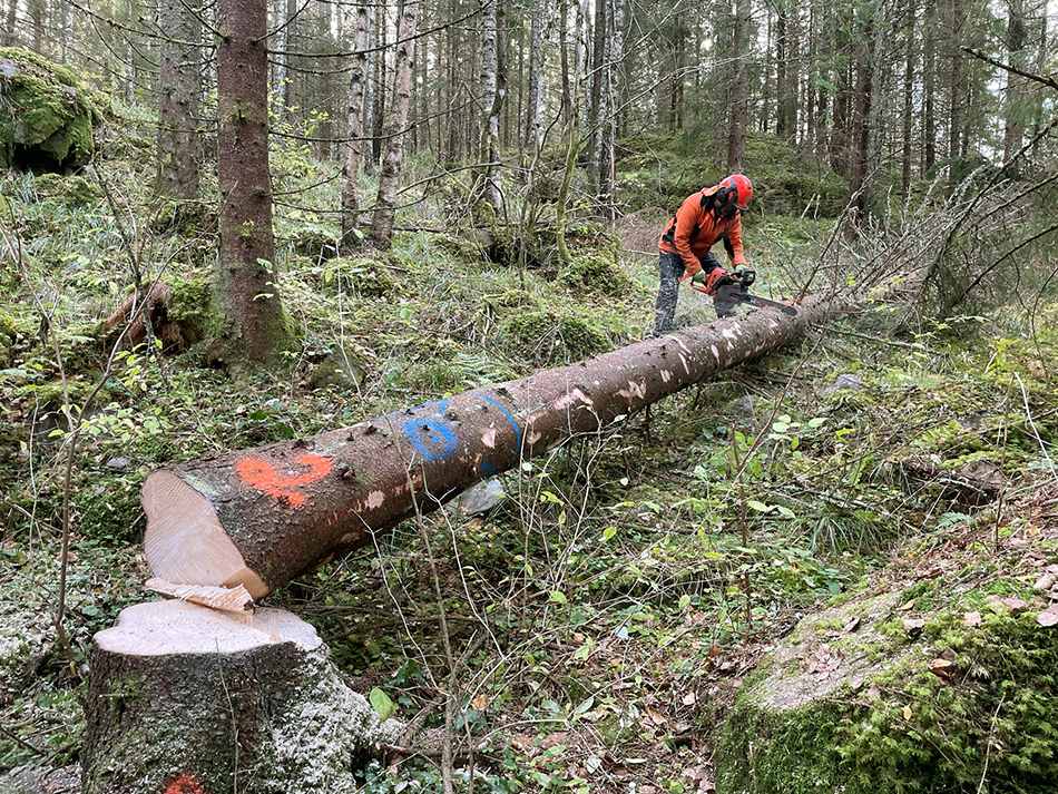 Naturally Fast-Growing Spruce Trees Have Many Long Fibers | Karlstad ...
